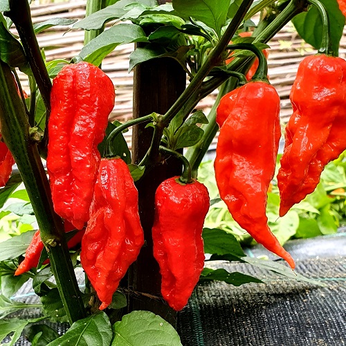 بذر فلفل بوت جولوکیا